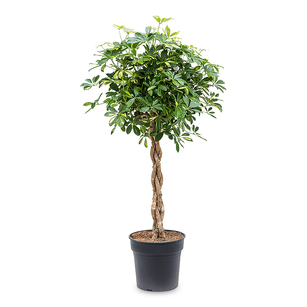 Schefflera arboricola Gold Capella - Dwarf Umbrella Tree - Twisted Stem ...