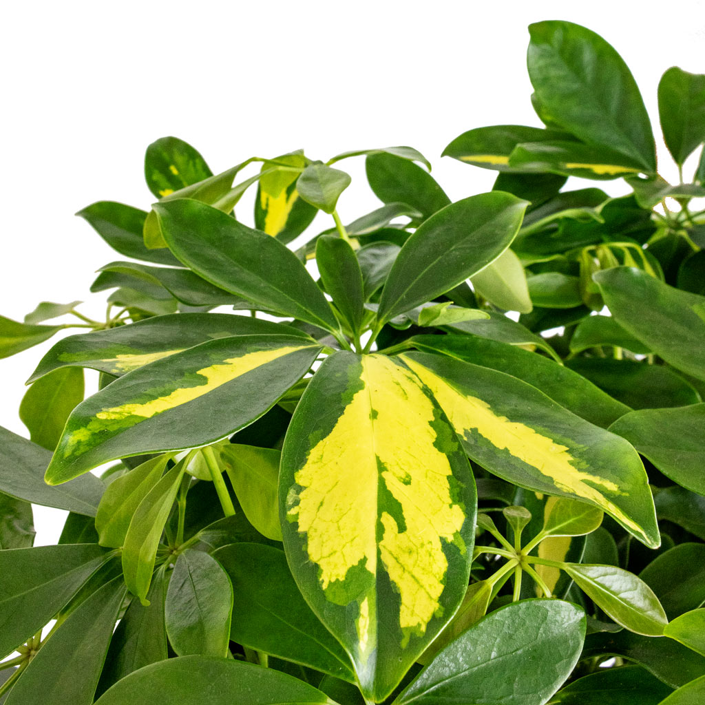 Schefflera arboricola Gold Capella - Dwarf Umbrella Tree - Twisted Stem ...