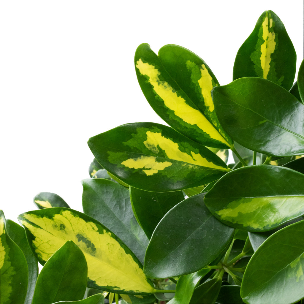 Schefflera arboricola Gold Capella - Dwarf Umbrella Tree - Twisted Stem ...