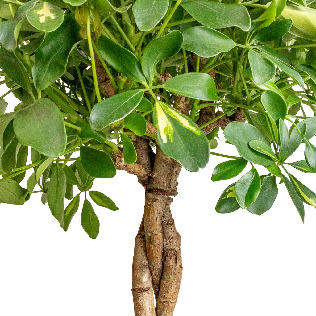 Schefflera arboricola Gold Capella - Dwarf Umbrella Tree - Twisted Stem ...