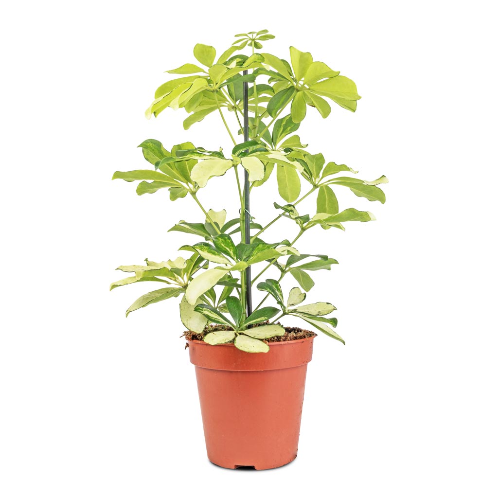 Schefflera arboricola Melanie - Dwarf Umbrella Tree | Hortology - HORTOLOGY