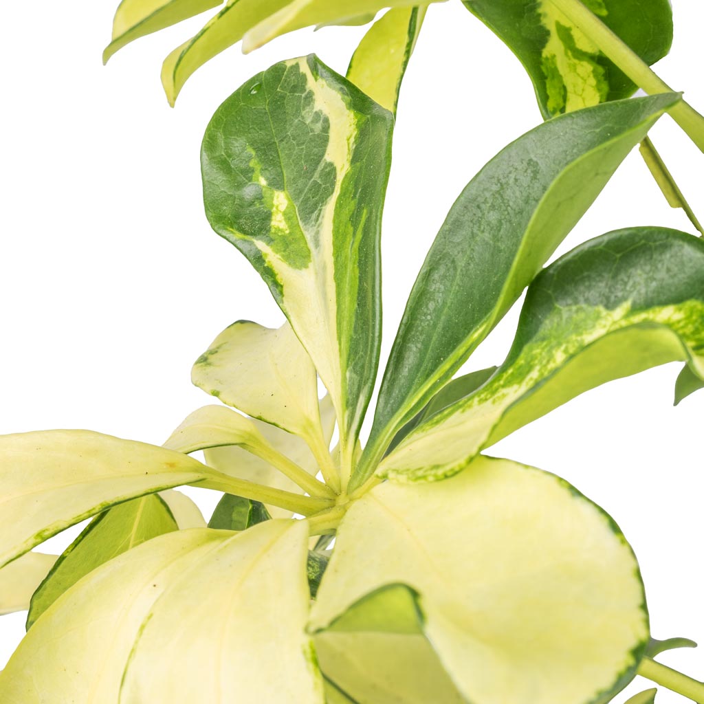 Schefflera arboricola Melanie - Dwarf Umbrella Tree | Hortology - HORTOLOGY