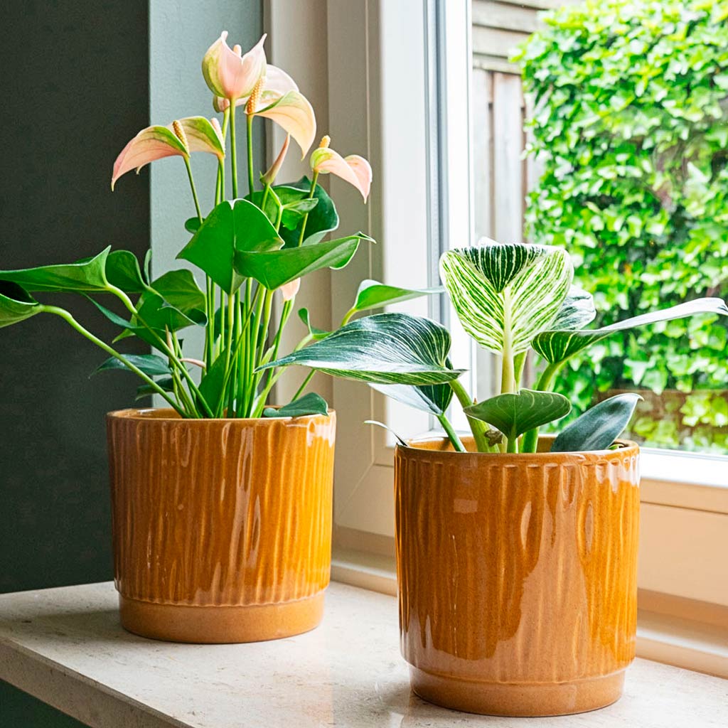 Stella Plant Pot - Mustard - Quality Plant Pots | HORTOLOGY
