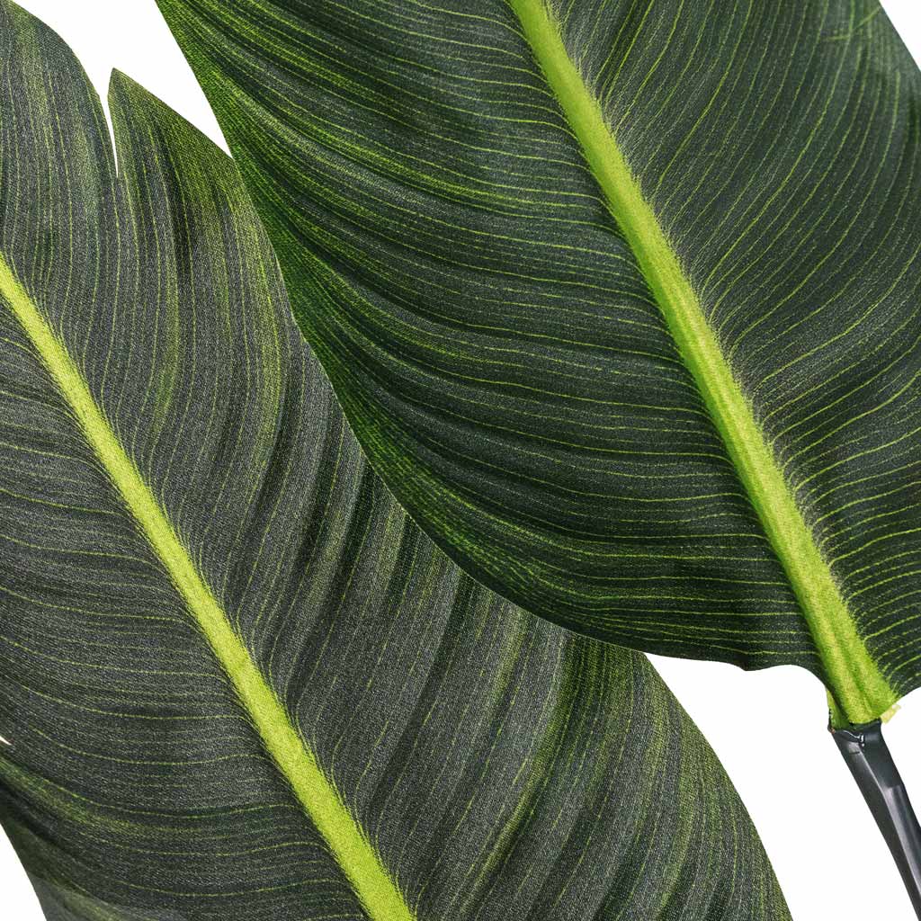 Strelitzia Maintenance & Care Checklist - HORTOLOGY