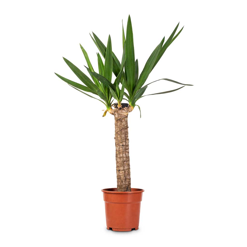 Yucca elephantipes - Spineless Yucca Houseplants | Hortology - HORTOLOGY