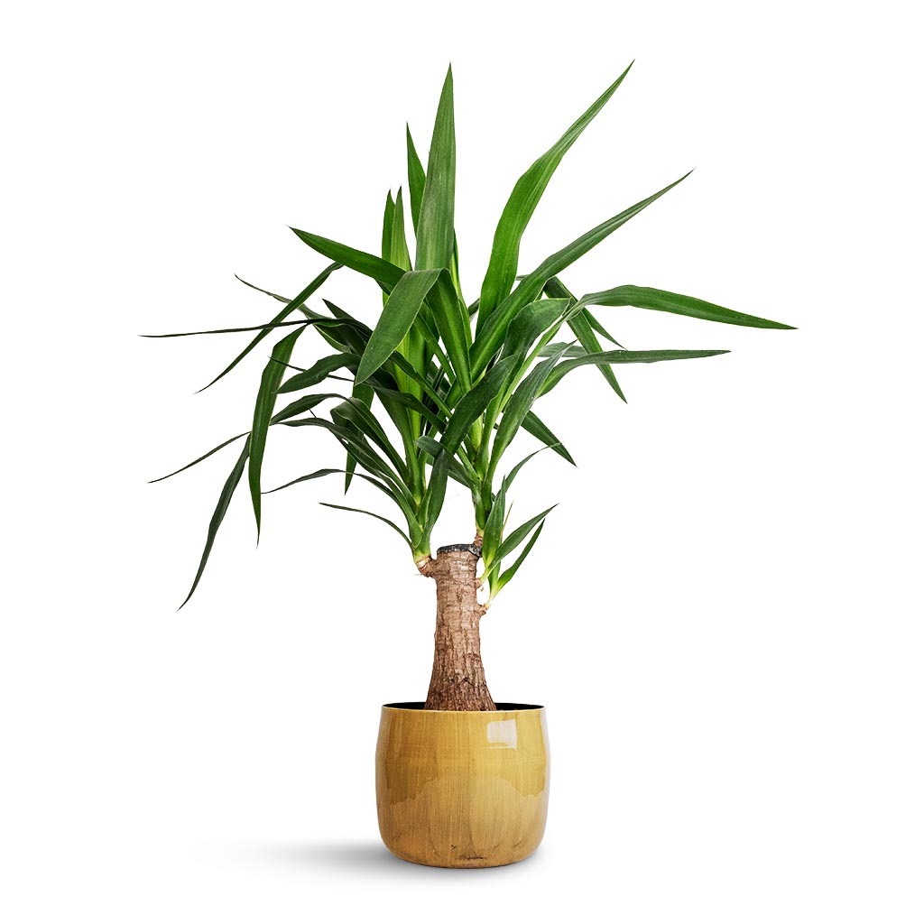 Yucca elephantipes - Thick Trunk - Spineless Yucca Houseplants ...