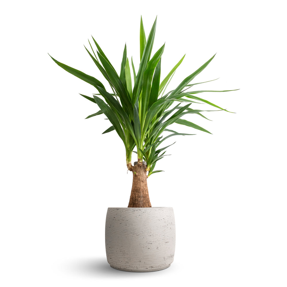 Yucca elephantipes - Thick Trunk - Spineless Yucca Houseplants ...