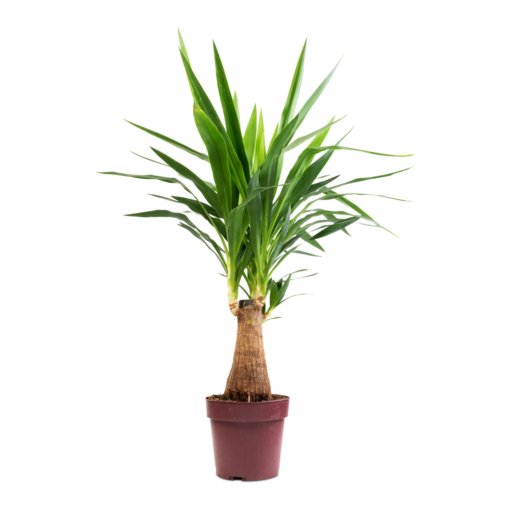 Yucca elephantipes - Thick Trunk - Spineless Yucca Houseplants ...