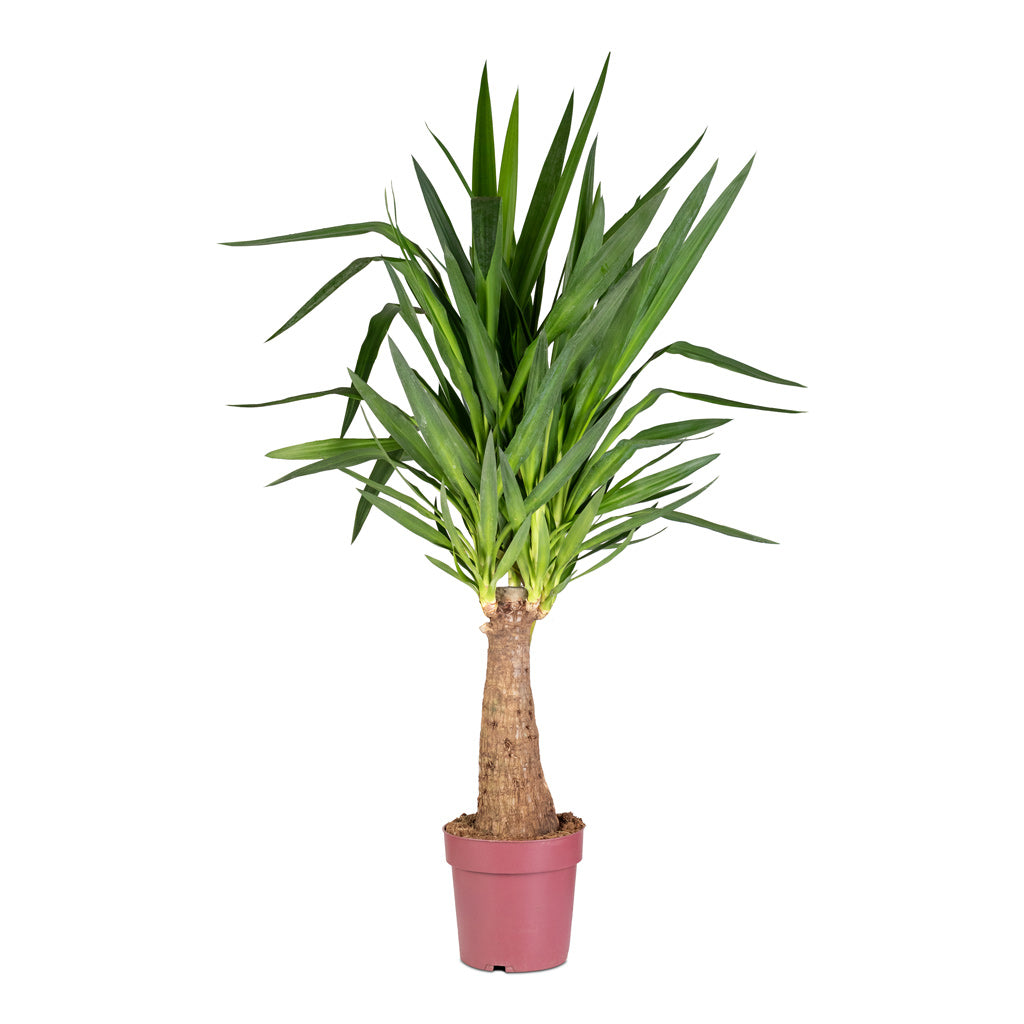 Yucca elephantipes - Thick Trunk - Spineless Yucca Houseplants ...