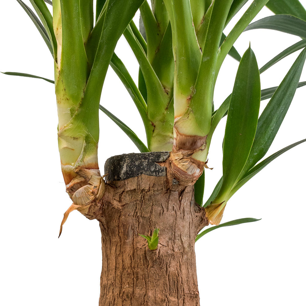 Yucca elephantipes - Thick Trunk - Spineless Yucca Houseplants ...