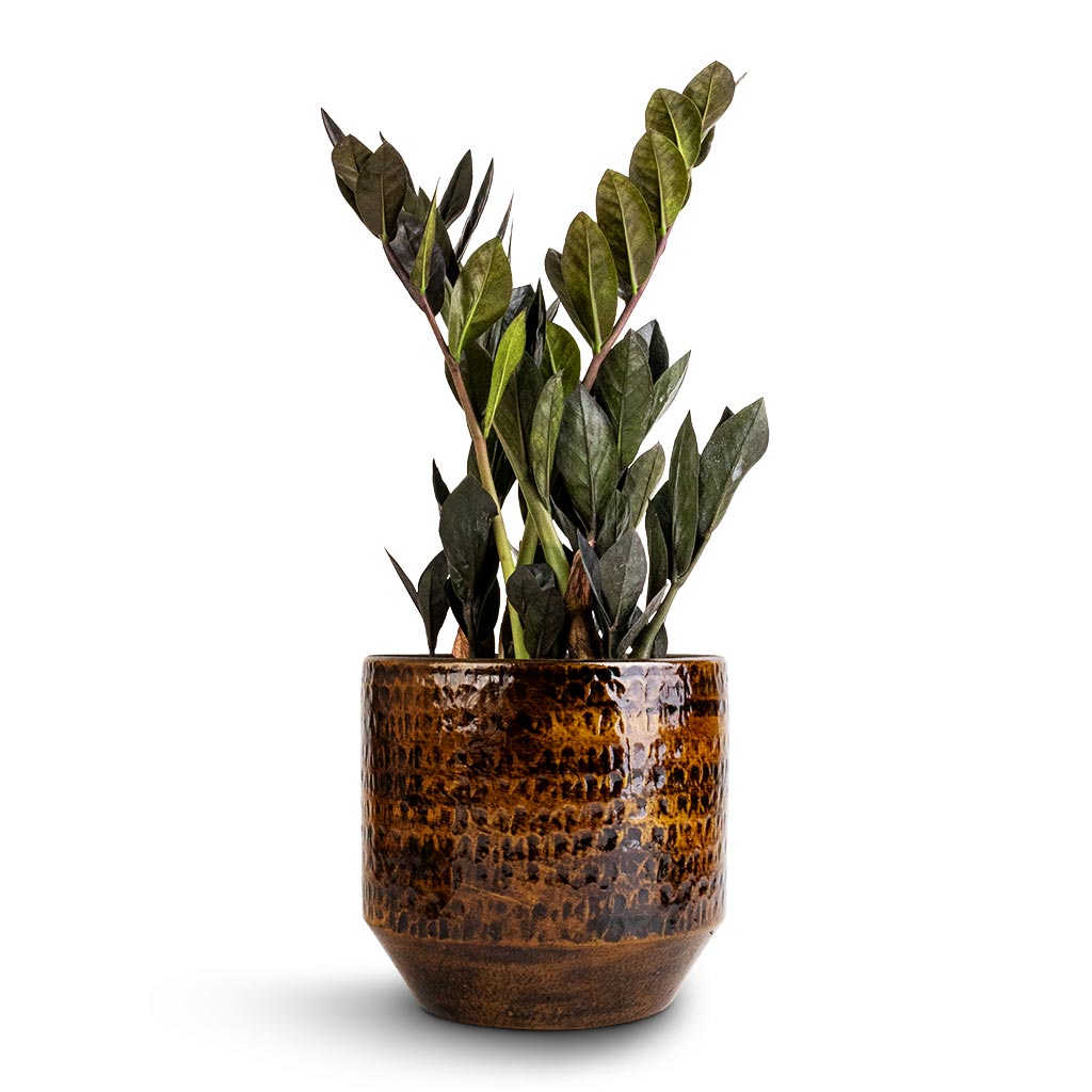 Zamioculcas zamiifolia Raven - Raven ZZ Plant - Jet-Black Raven ...
