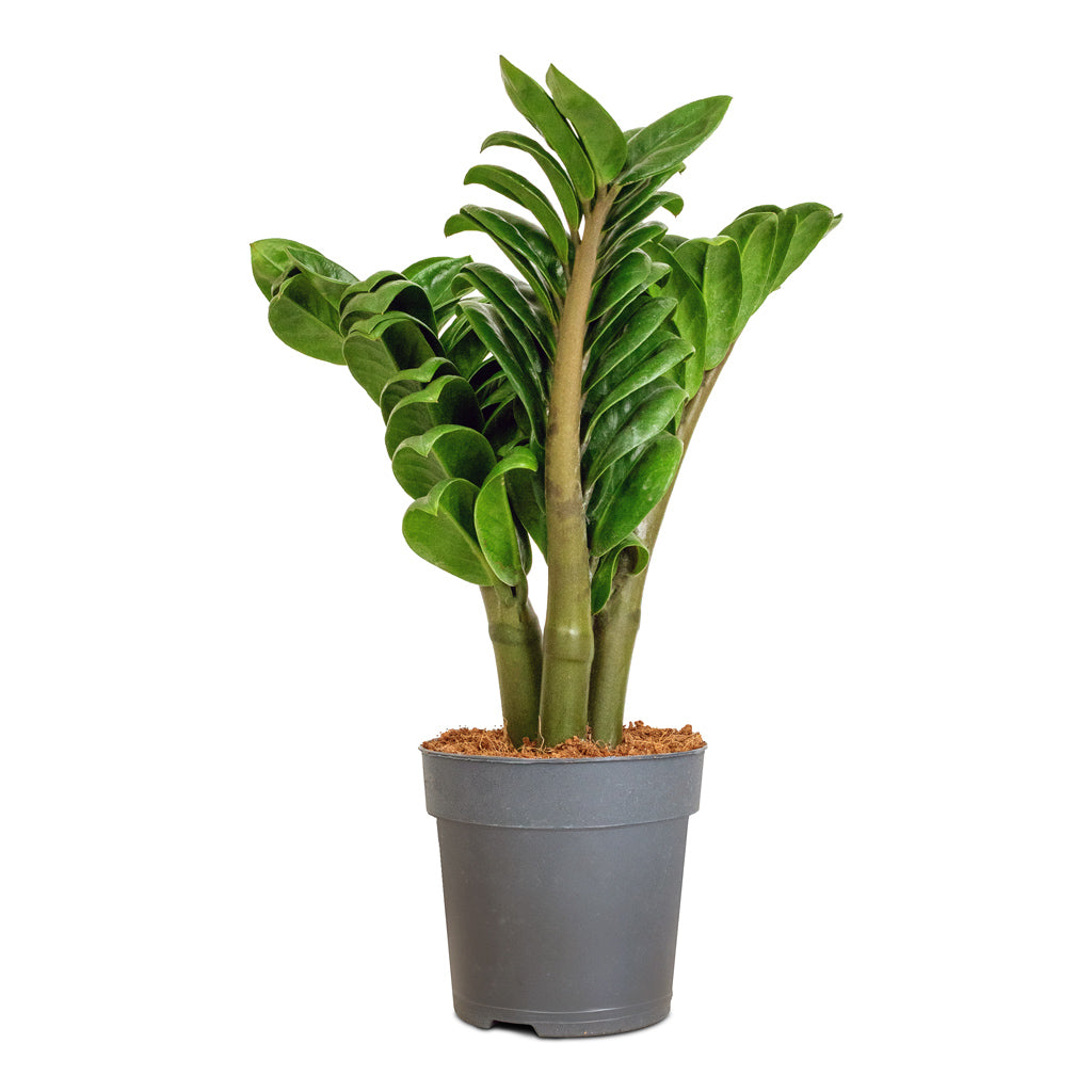 Zamioculcas zamiifolia Zenzi - ZZ Plant - Indoor Plants | Hortology ...