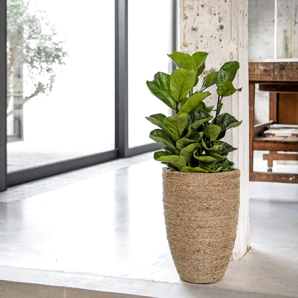 Ben Plant Pot - Straw Grass - Quality Plant Pots | Hortology - HORTOLOGY