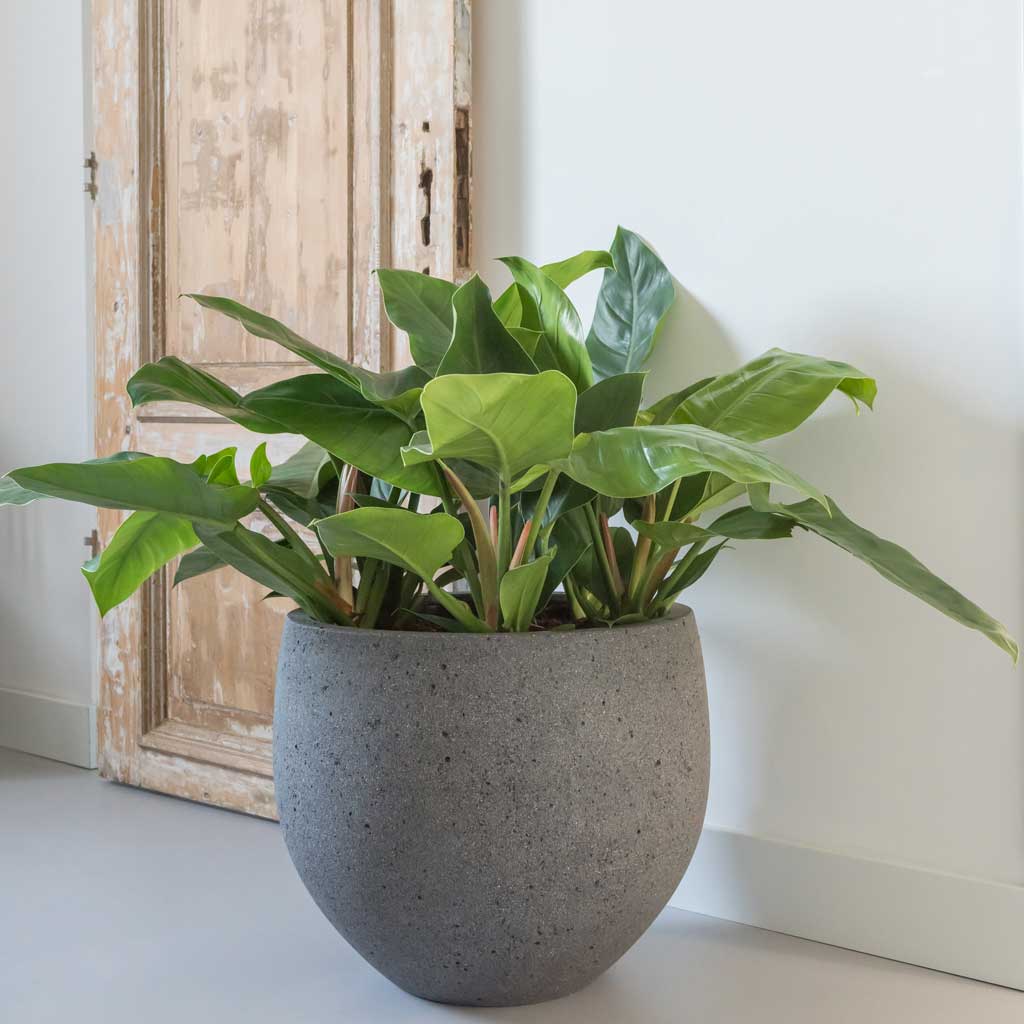 Mini Orb Cement & Stone Plant Pot - Granite Grey | Hortology - HORTOLOGY