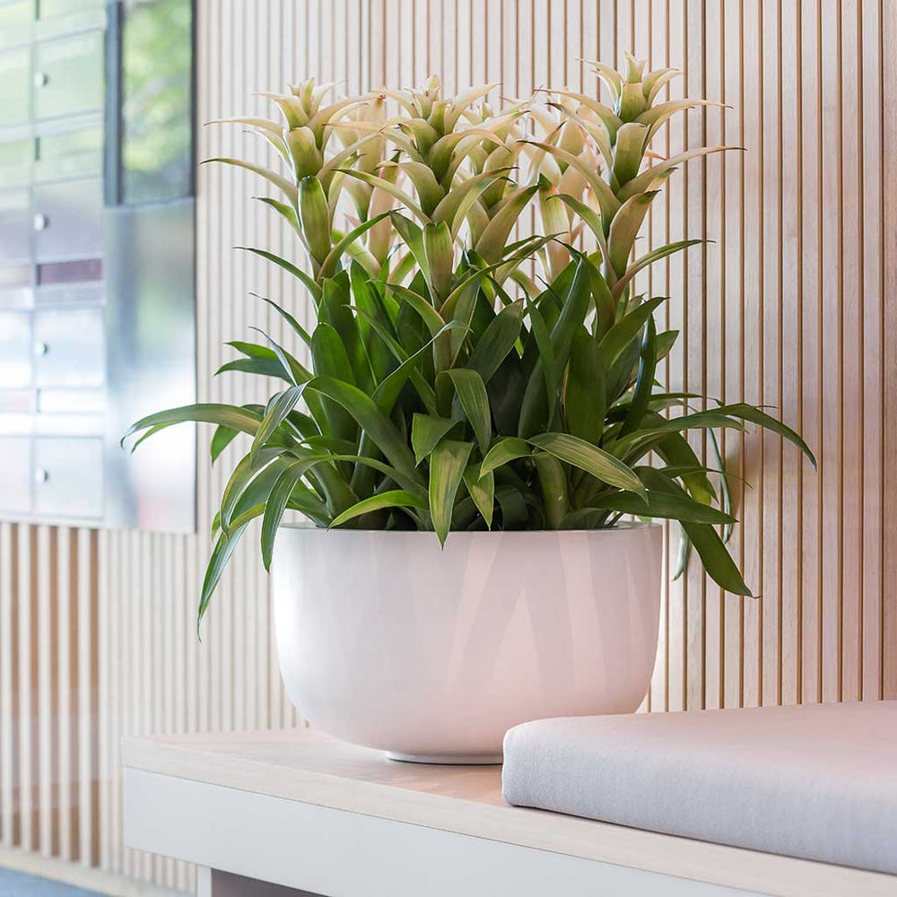 Sunny Plant Bowl - Matt White - Quality Indoor Plant Pots | Hortology ...
