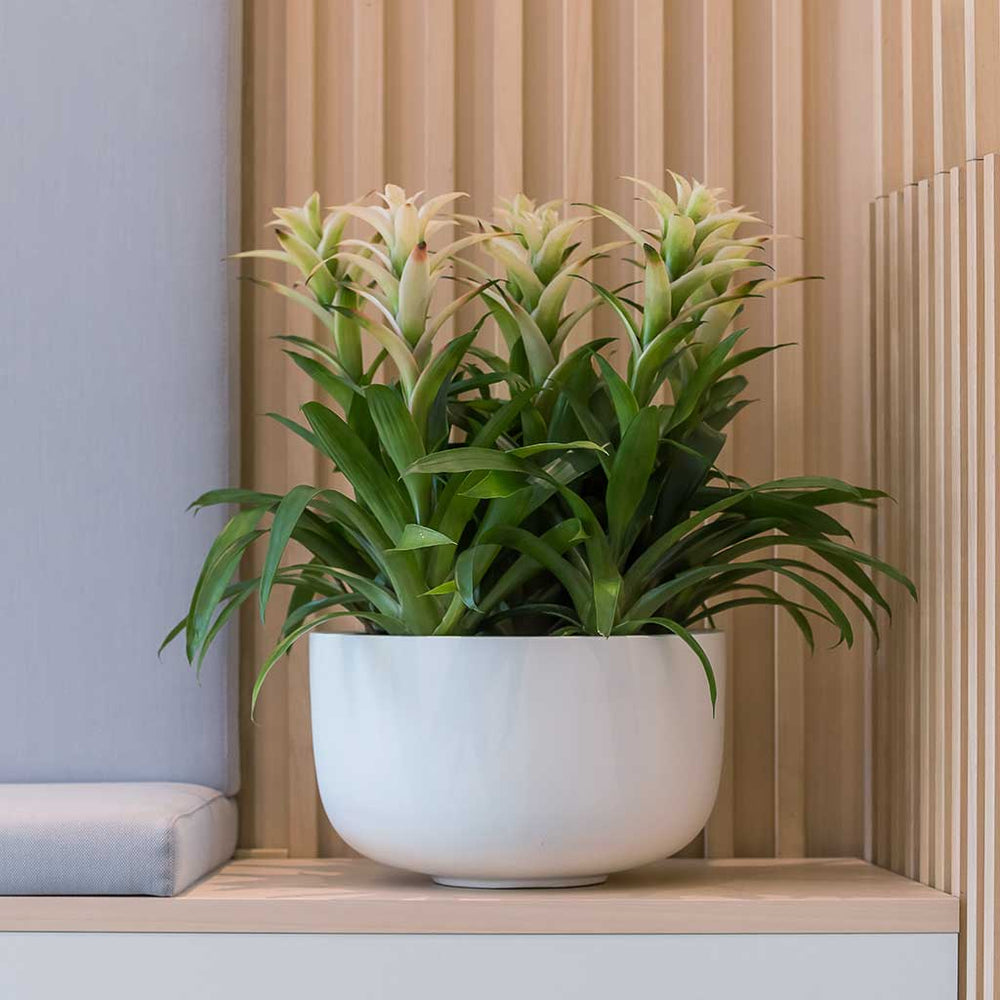 Sunny Plant Bowl - Matt White - Quality Indoor Plant Pots | Hortology ...
