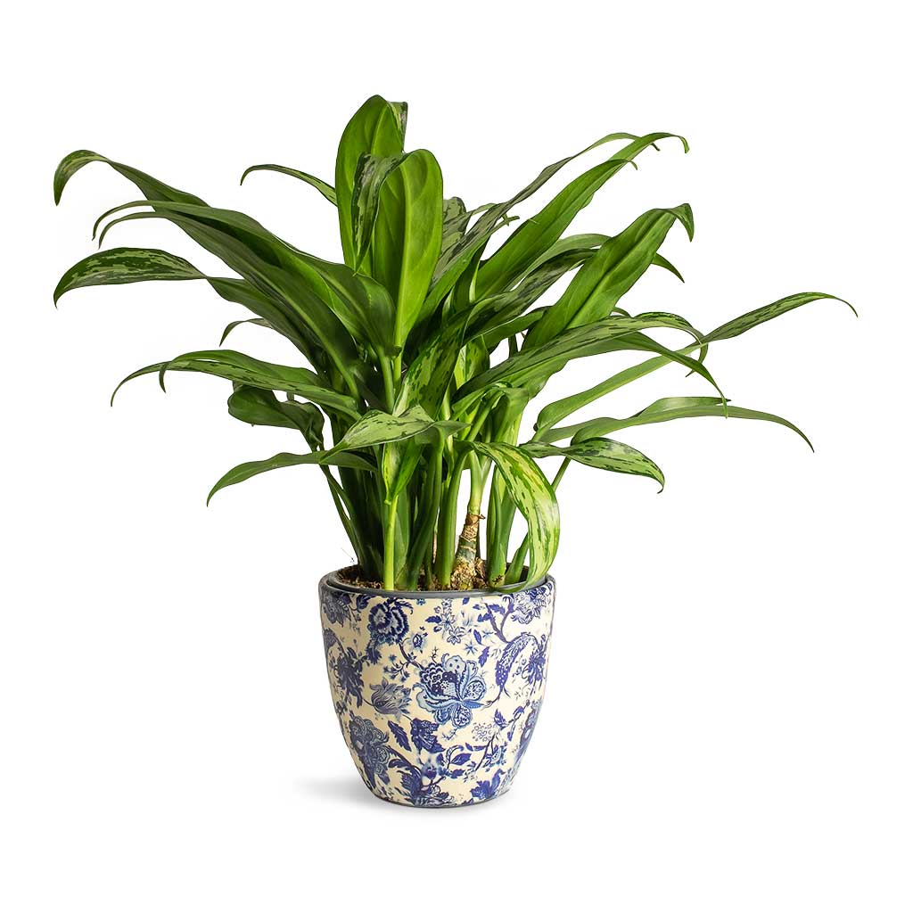 Aglaonema Cutlass - Chinese Evergreen Houseplants | Hortology - HORTOLOGY