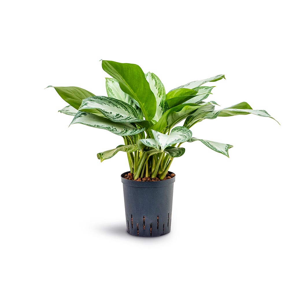 Aglaonema Silver Bay - Chinese Evergreen Easy Care Hydro Plants I ...