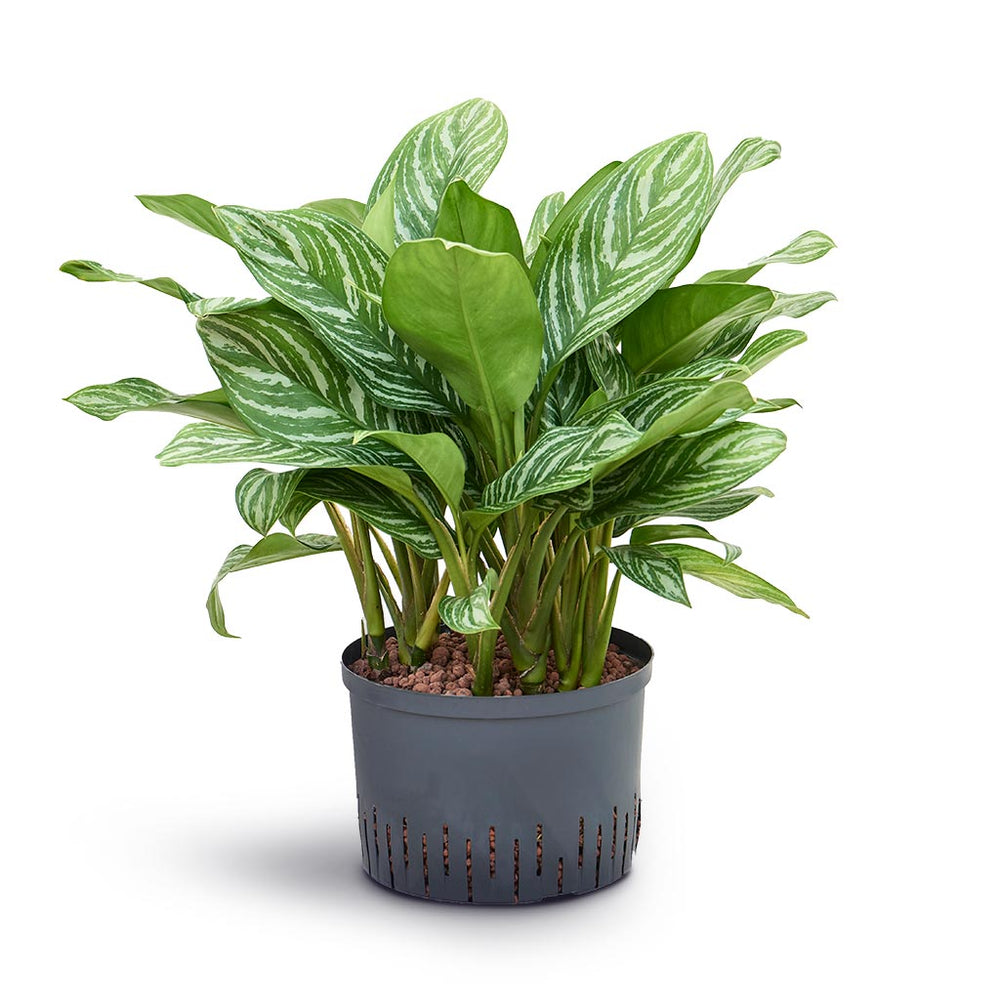 Aglaonema Stripes - Chinese Evergreen Easy Care Hydro Plants ...