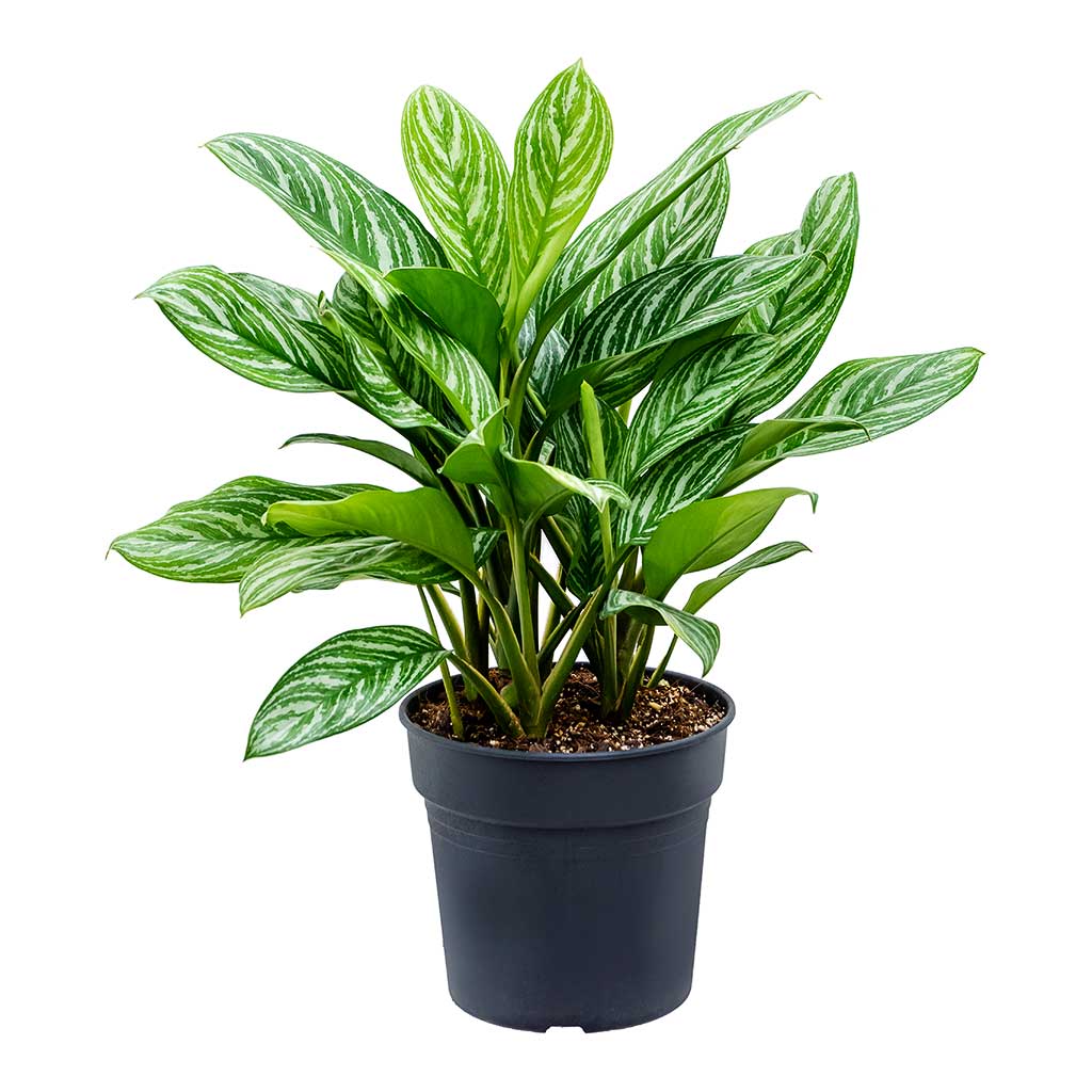 Aglaonema Stripes - Chinese Evergreen Houseplants | Hortology - HORTOLOGY