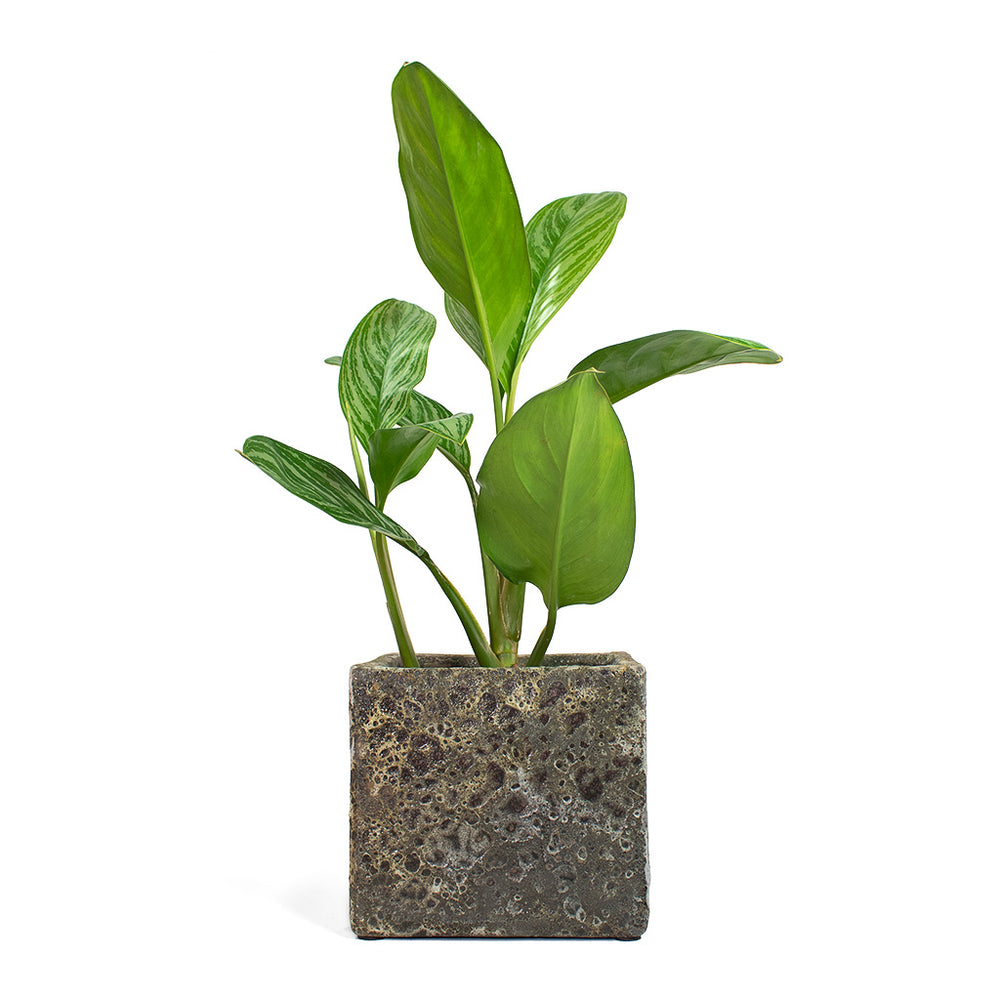 Lava Cube Relic Planter - Rust - Quality Planters | Hortology - HORTOLOGY