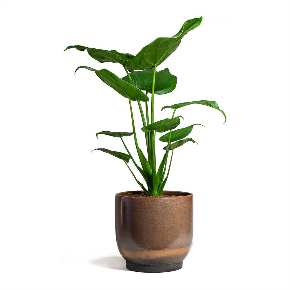 Alocasia cucullata - Hooded Dwarf Elephant Ear Houseplants | Hortology