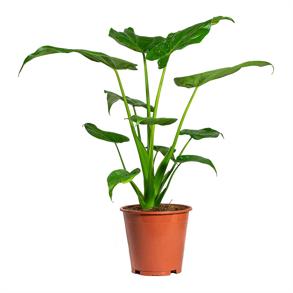 Alocasia cucullata - Hooded Dwarf Elephant Ear Houseplants | Hortology