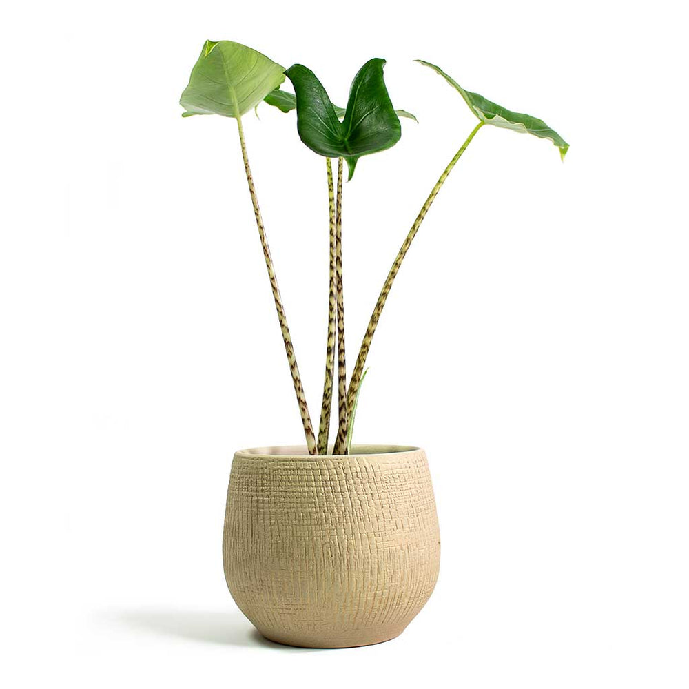 Ryan Plant Pot - Sand Gold - Quality Plant Pots | Hortology - HORTOLOGY
