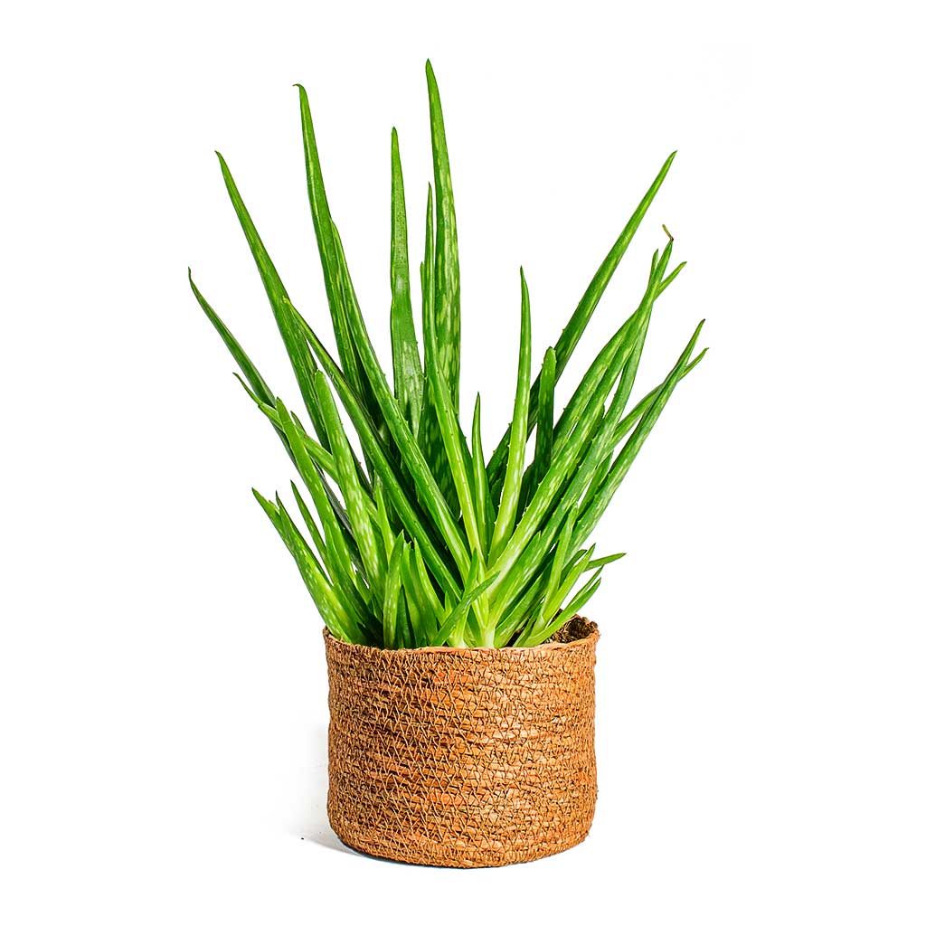 Aloe vera Clumb Houseplants - Purify Your Air | Hortology - HORTOLOGY