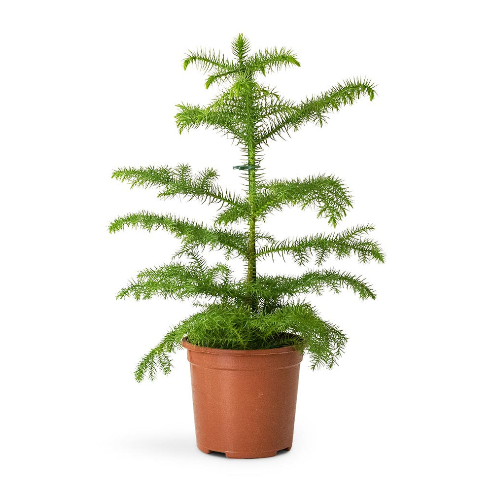 Araucaria heterophylla - Norfolk Island Pine Indoor Plants | Hortology ...