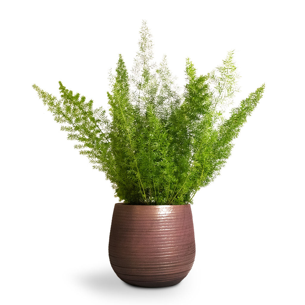 Asparagus densiflorus Myersii - Foxtail Indoor Fern | Hortology - HORTOLOGY