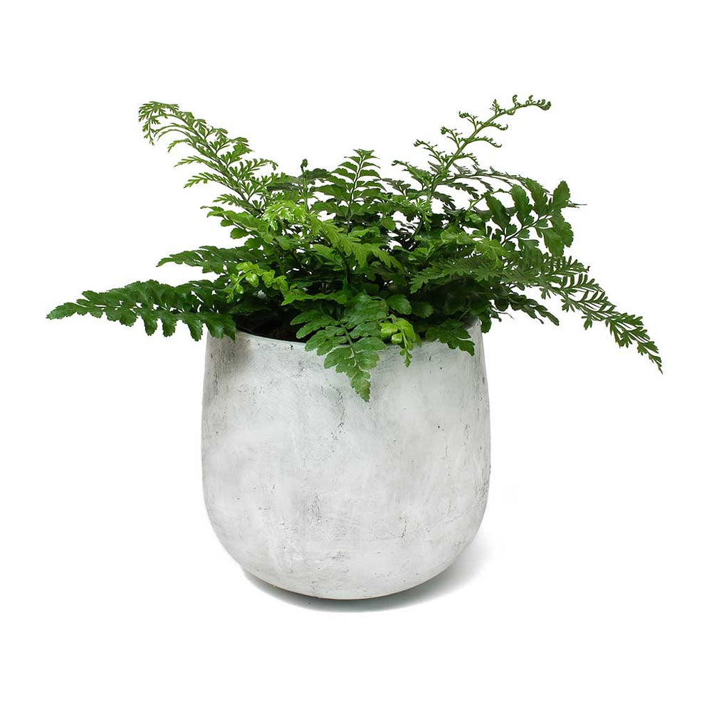 Asplenium Parvati - Mother Fern Houseplants | Hortology