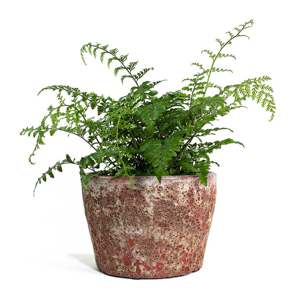 Asplenium Parvati - Mother Fern Houseplants | Hortology - HORTOLOGY