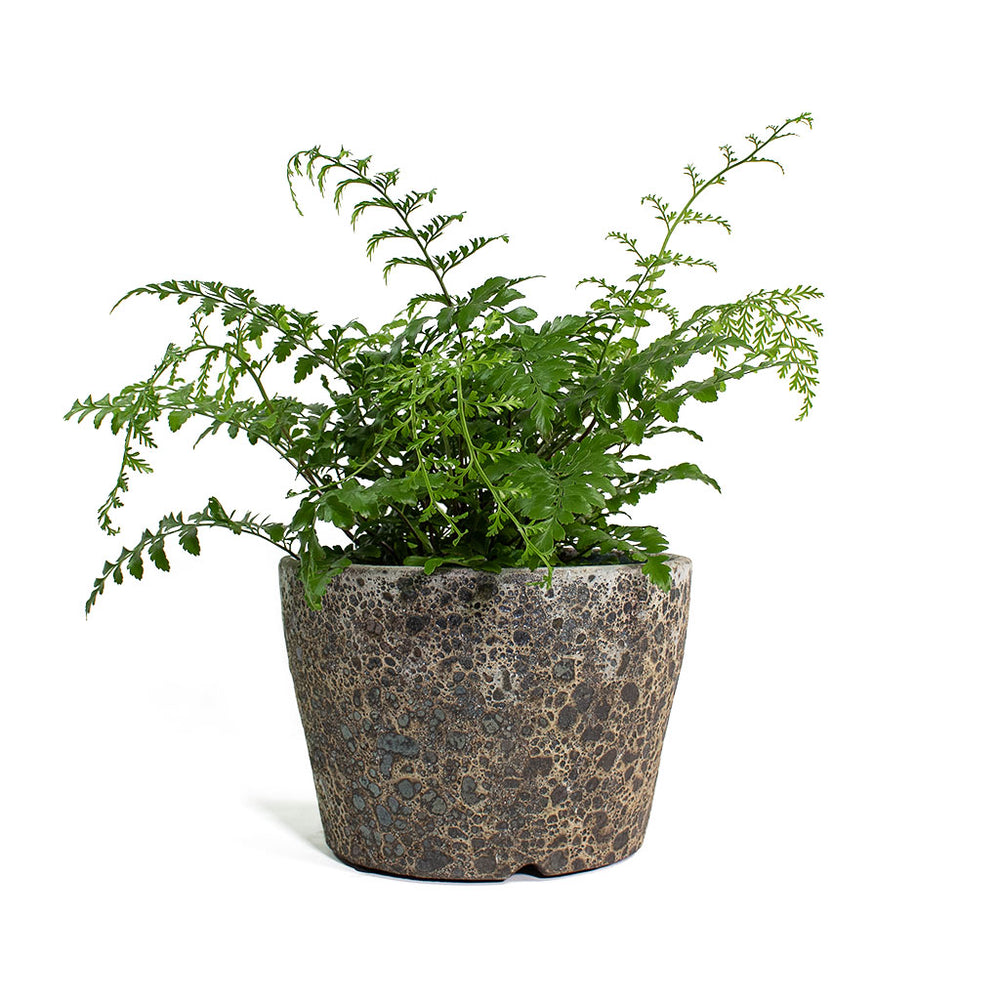 Asplenium Parvati - Mother Fern Houseplants | Hortology - HORTOLOGY
