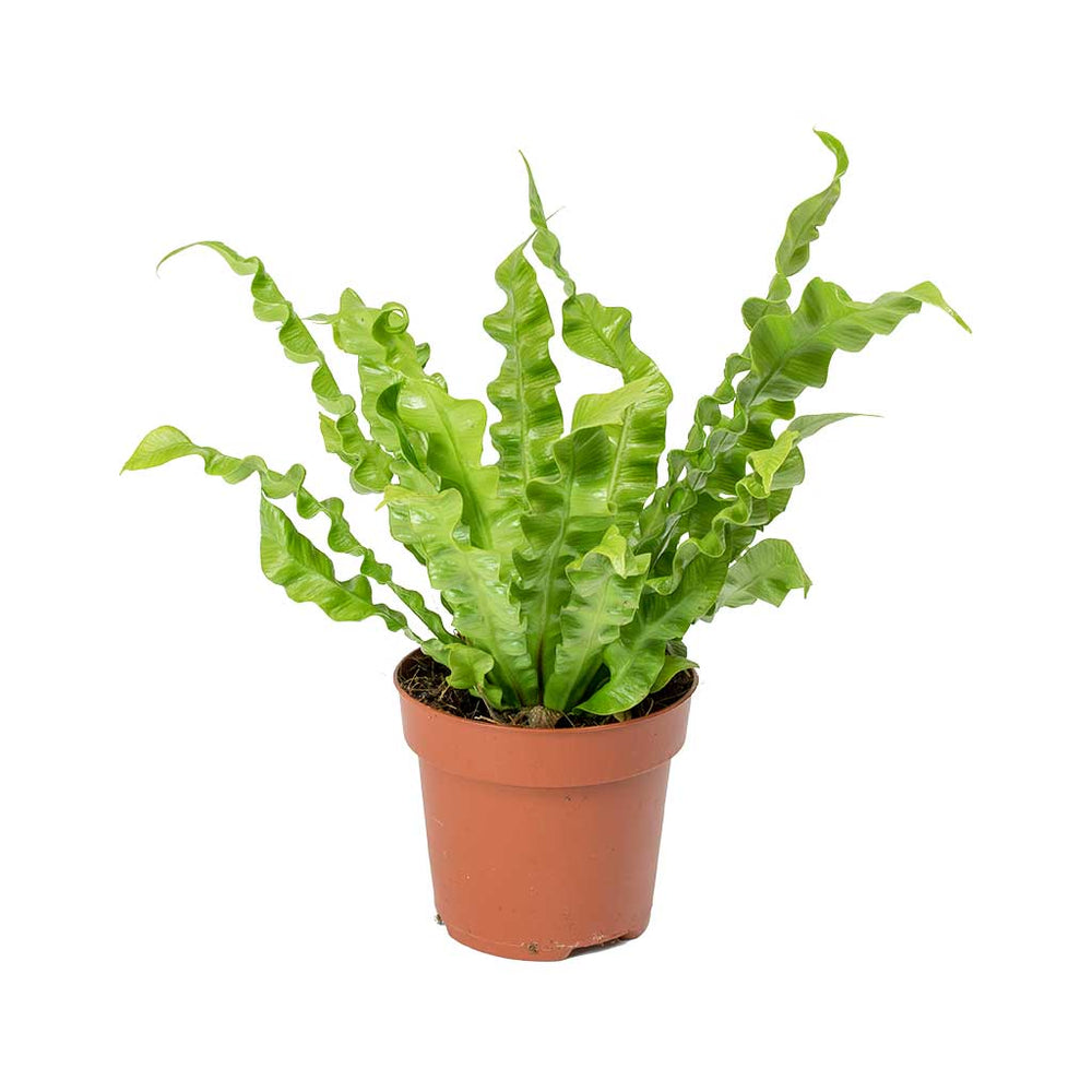 Asplenium nidus Crispy Wave - Pleated Bird's Nest Fern | Hortology ...