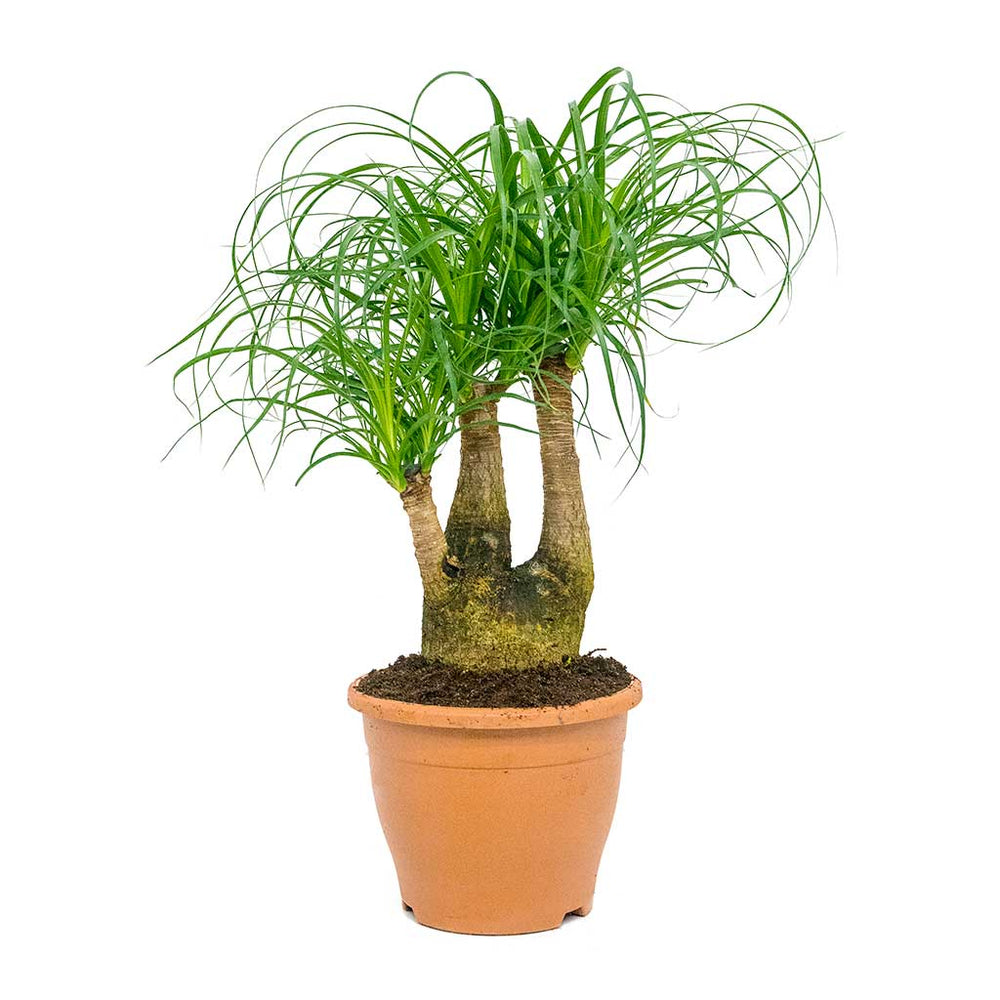 Beaucarnea recurvata Branched - Pony Tail Palm Plant | Hortology ...