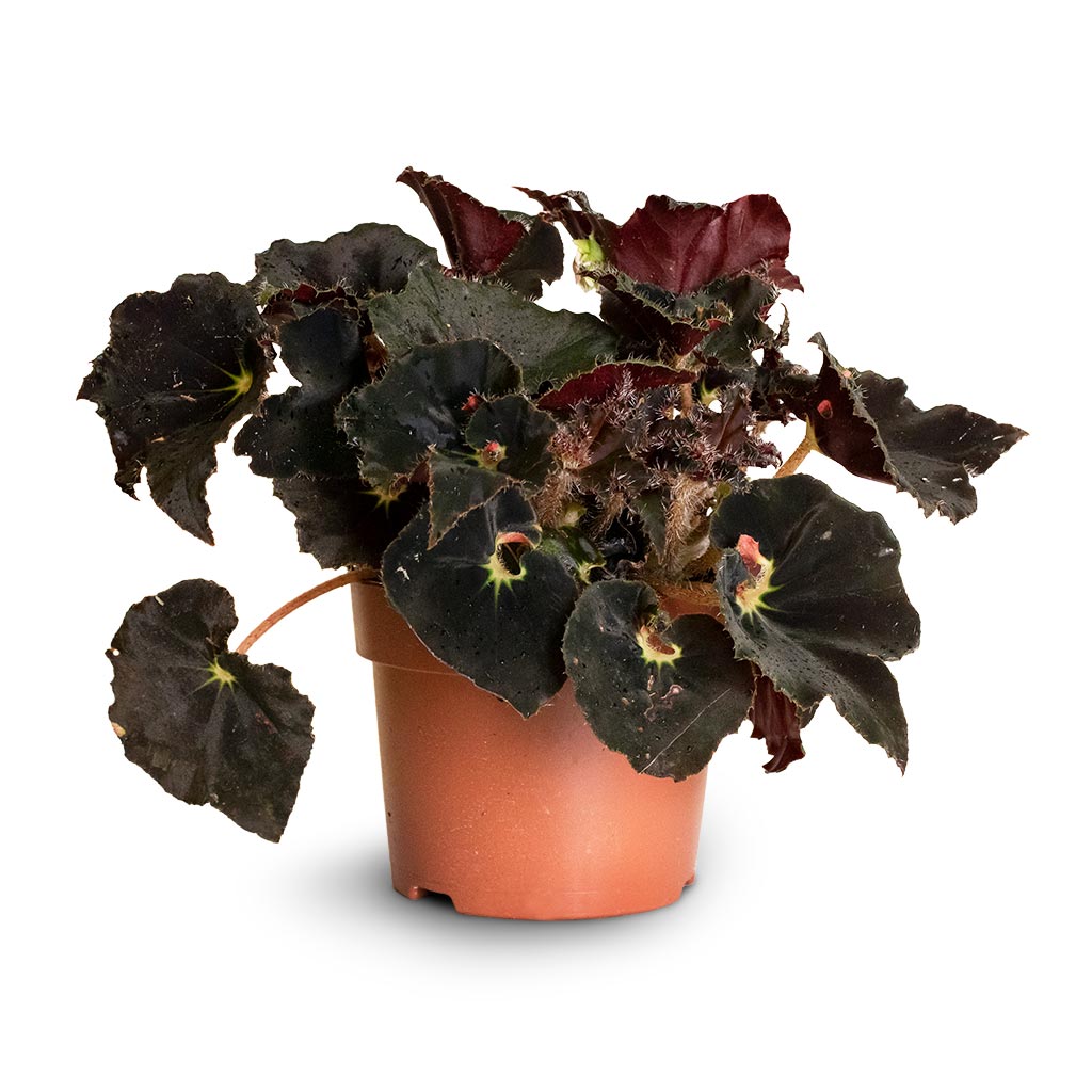 Begonia Maculata Houseplant - Polka Dot Begonia | Hortology - HORTOLOGY