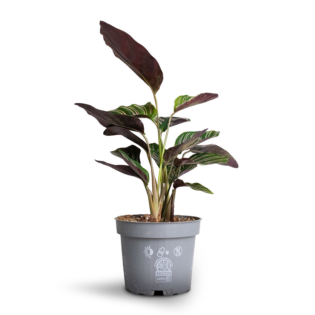Calathea Sanderiana - Pin-Stripe Calathea Houseplants | Hortology ...