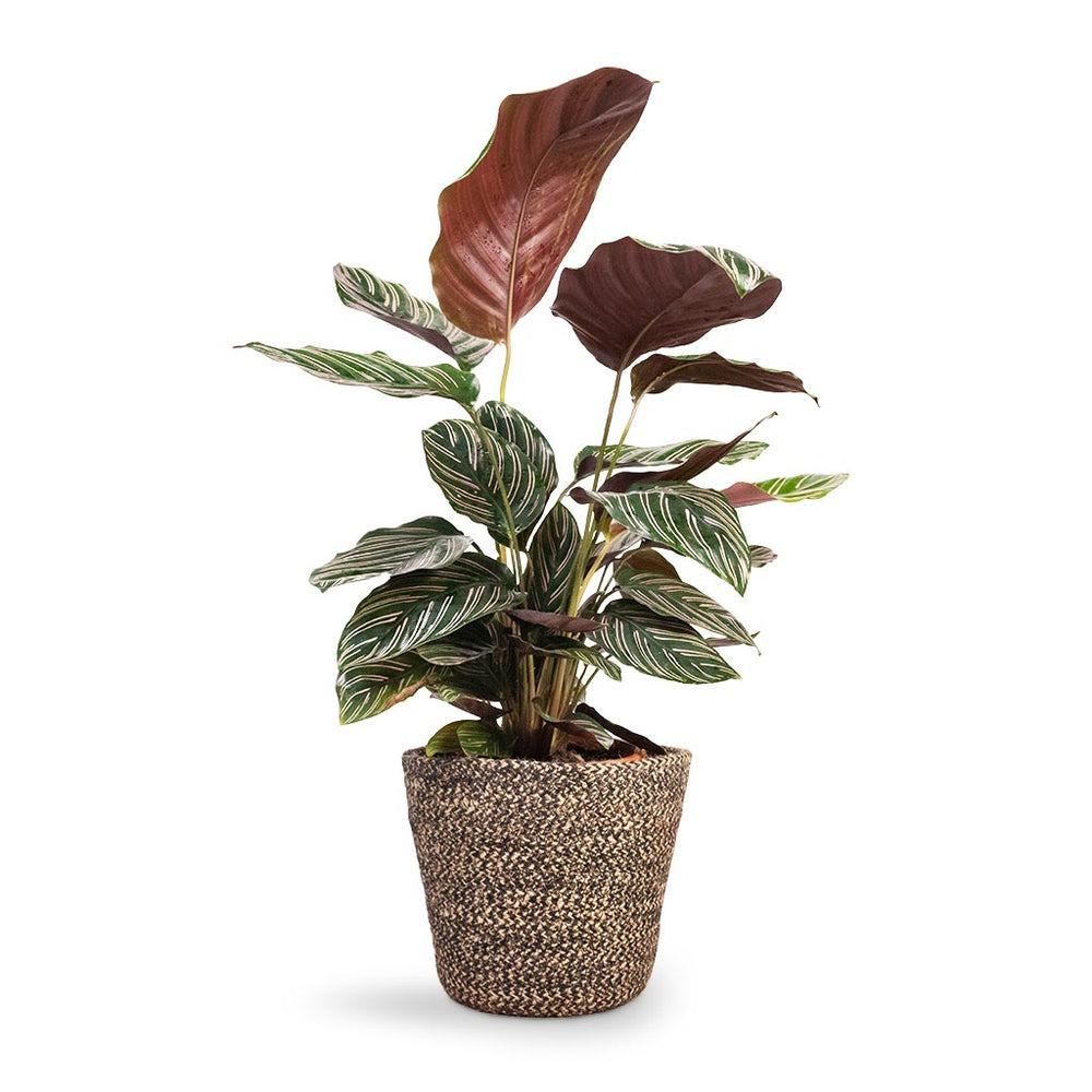 Calathea Sanderiana - Pin-Stripe Calathea Houseplants | Hortology