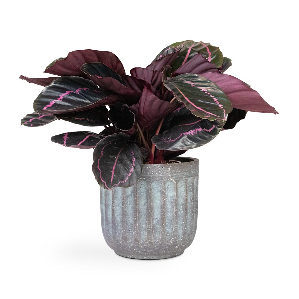 Calathea roseopicta Dottie - Rose Painted Calathea | Hortology - HORTOLOGY