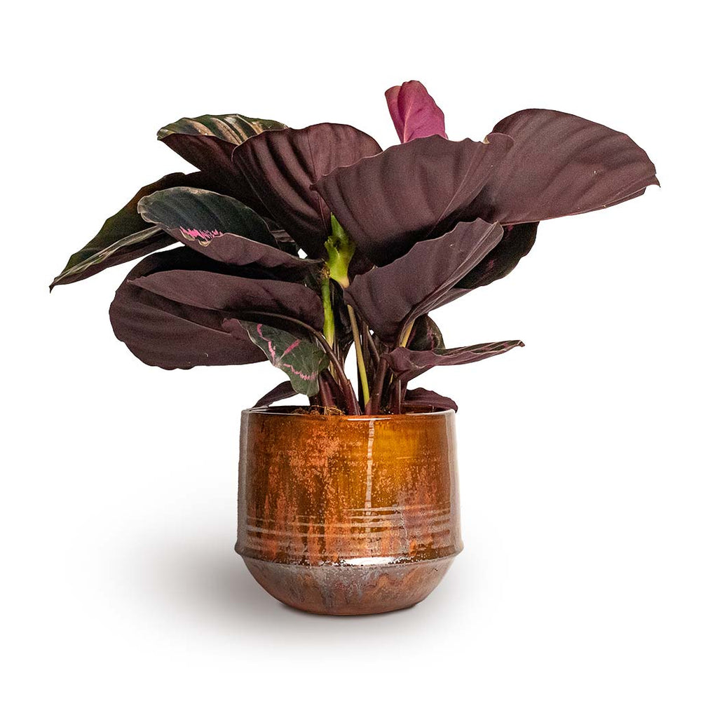 Calathea roseopicta Dottie - Rose Painted Calathea | Hortology - HORTOLOGY