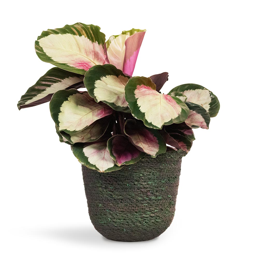 Calathea roseopicta Rosy - Rose Painted Calathea | Hortology - HORTOLOGY