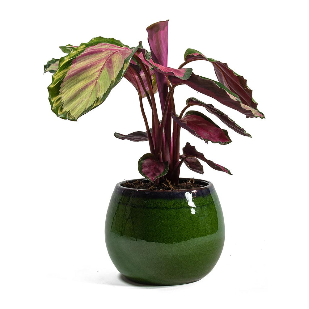 Calathea roseopicta Rosy - Rose Painted Calathea | Hortology - HORTOLOGY