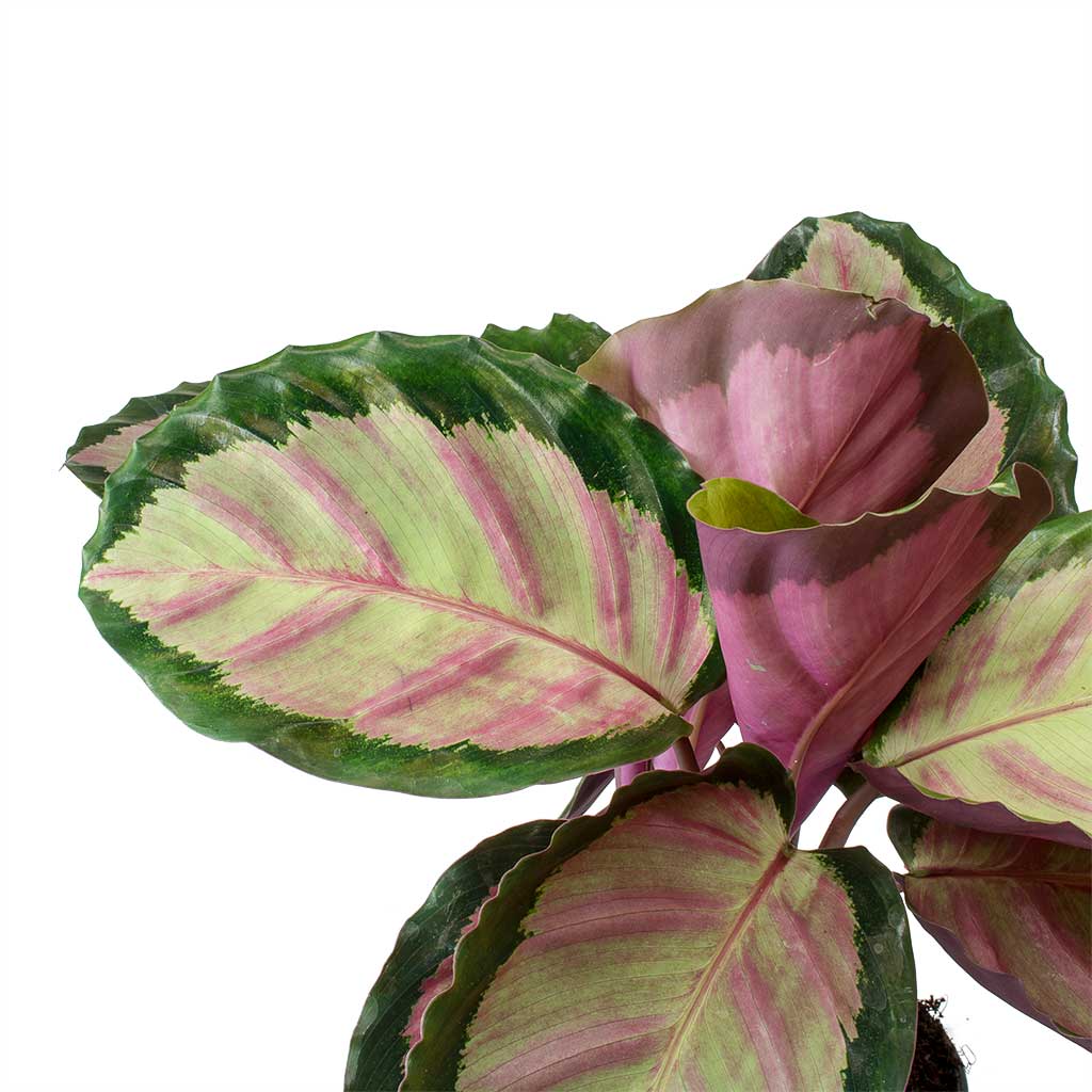 Calathea roseopicta Rosy - Rose Painted Calathea | Hortology - HORTOLOGY
