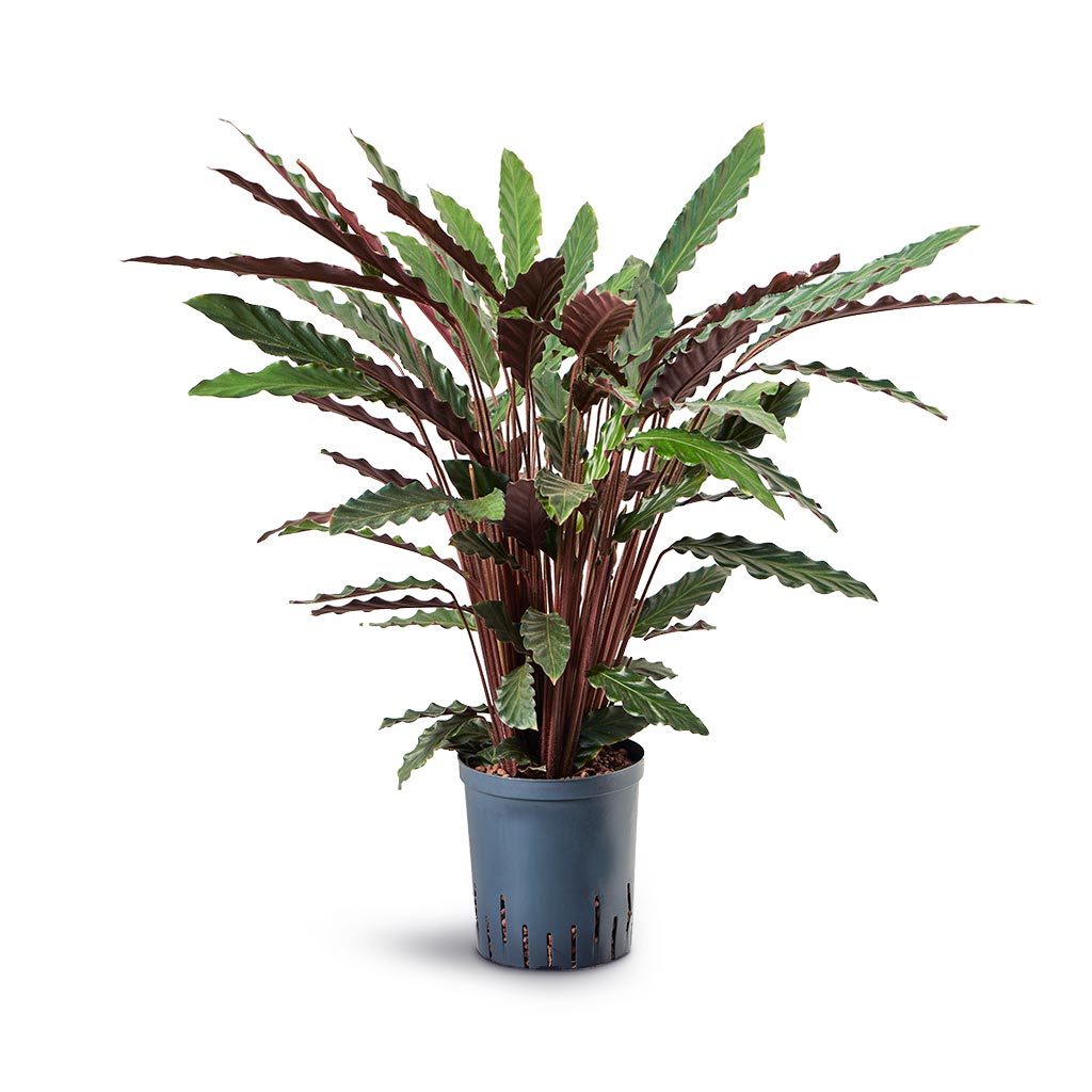 Calathea rufibarba Velvet Calathea - Easy Care Hydro Plants | Hortology ...