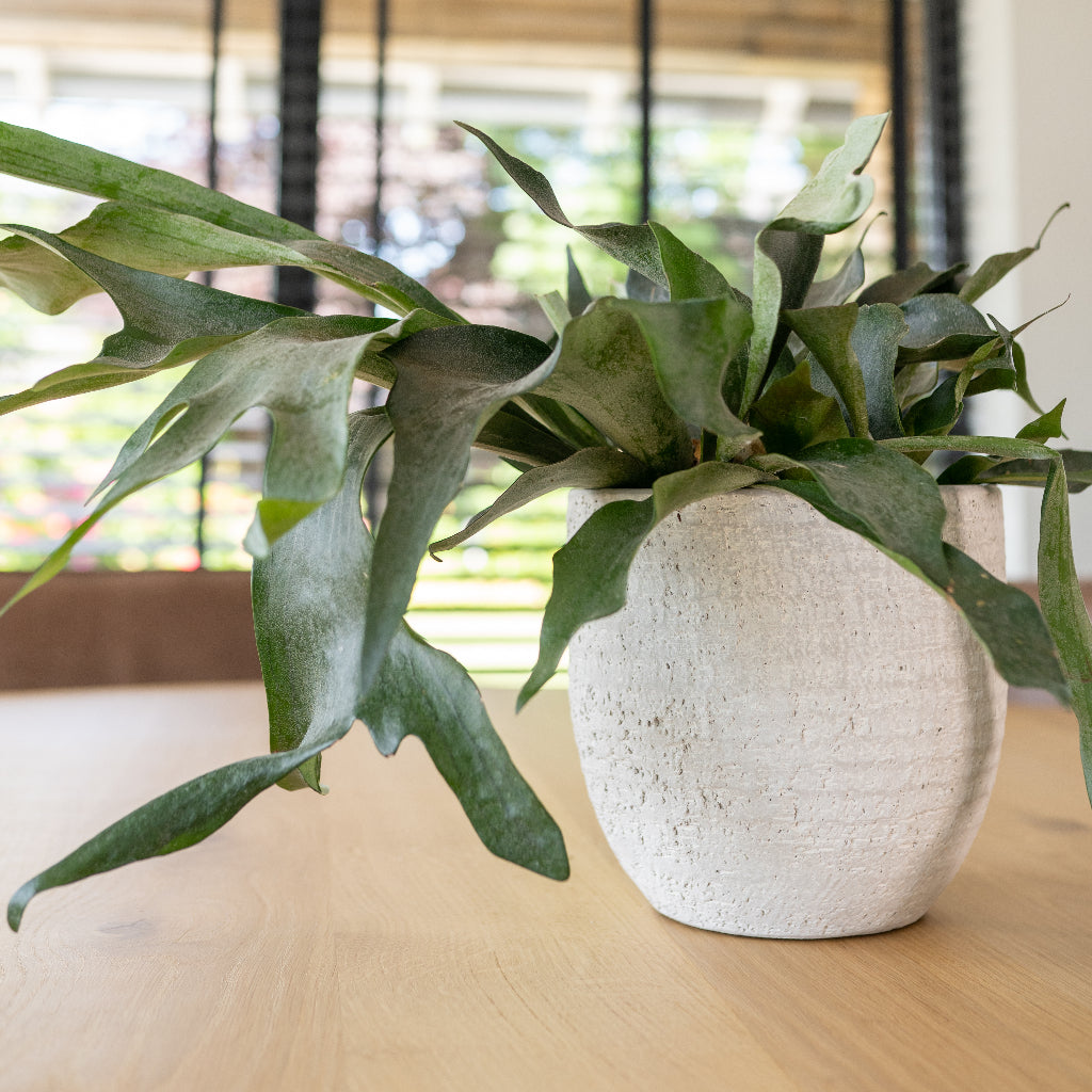 Cas Plant Pot - Cool Grey - Quality Plant Pots | Hortology - HORTOLOGY