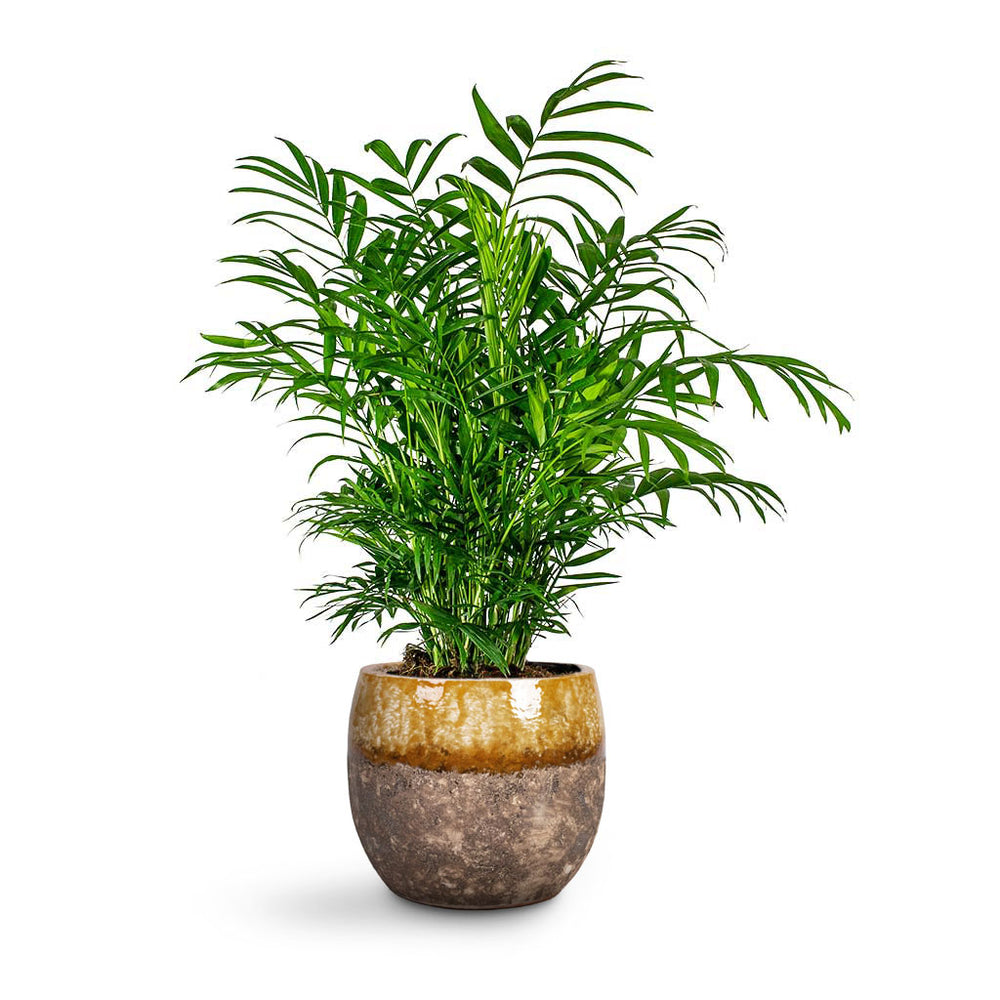 Chamaedorea elegans - Parlour Palm - Indoor Palms | Hortology - HORTOLOGY