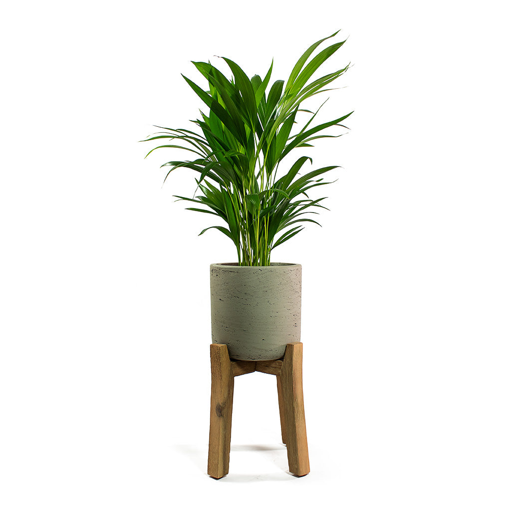 Charlie Plant Pot - Tall Stand - Grey Washed | Hortology - HORTOLOGY