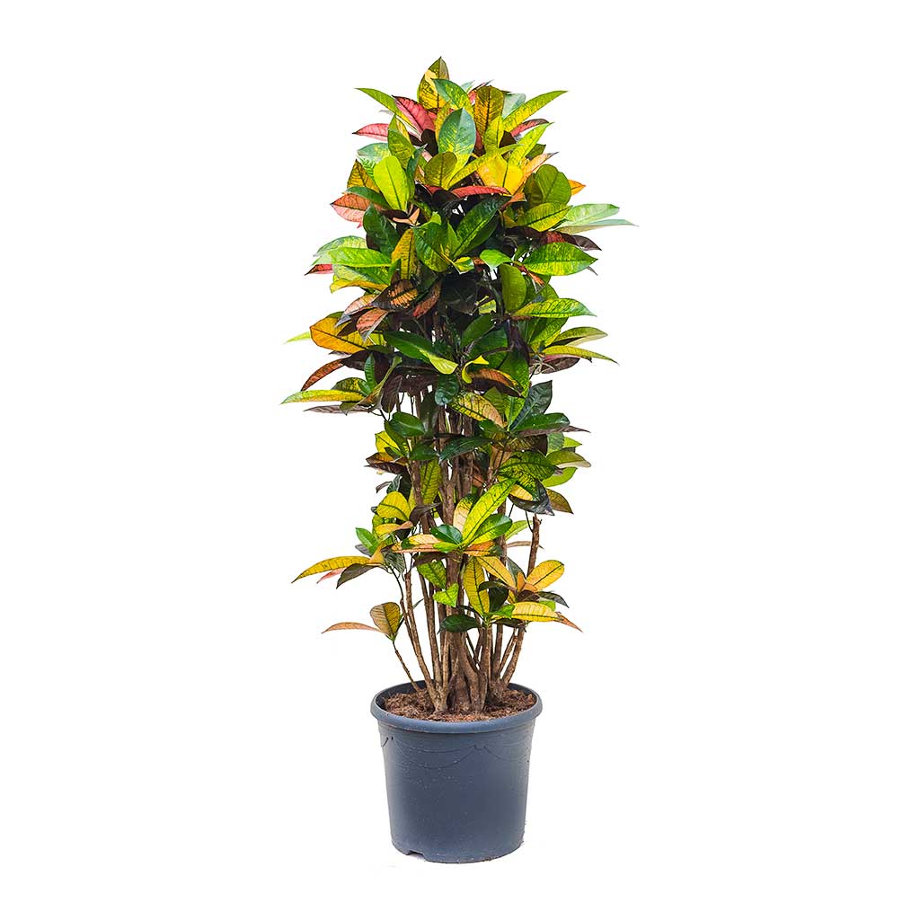 Codiaeum variegatum pictum Iceton - Croton Iceton Plants | Hortology ...