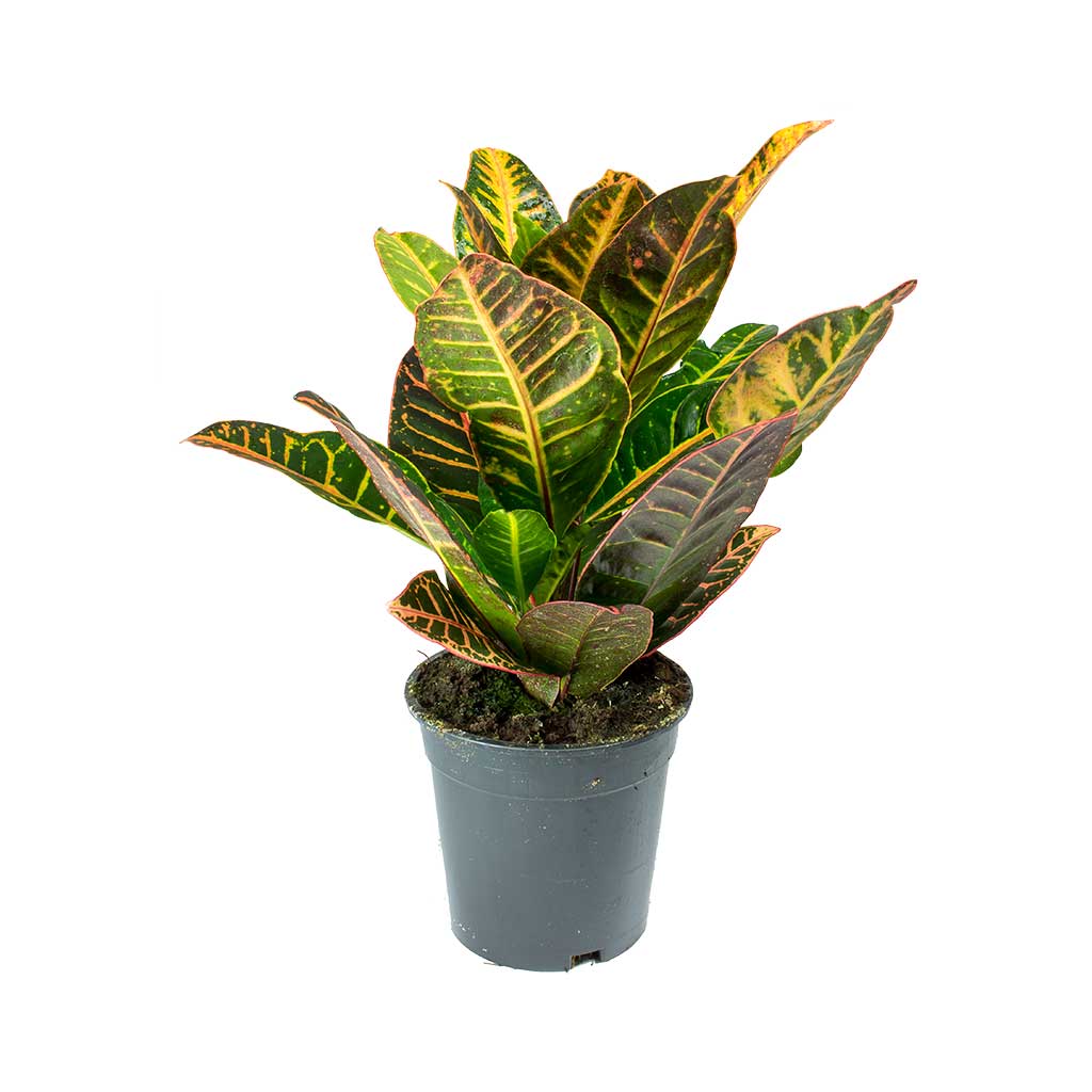 Codiaeum variegatum pictum Petra - Croton Indoor Plant | Hortology ...